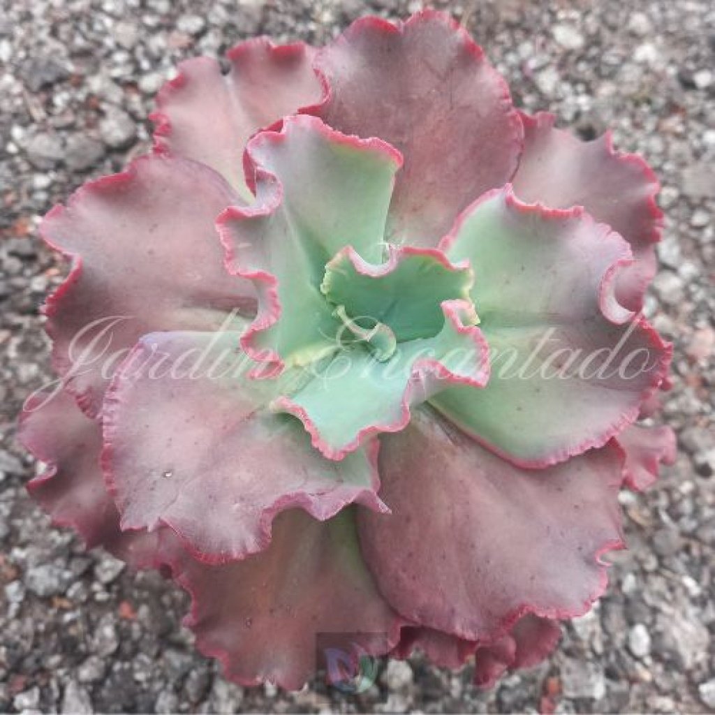 CYANA - Jardín Encantado